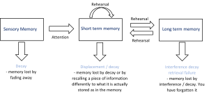 Memory – Multi Store Model – The Tutor Academy