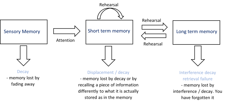 Memory – Multi Store Model – The Tutor Academy Memory – Multi Store Model – The Tutor Academy